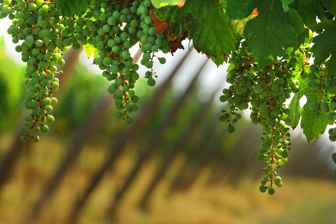 Day trip from Milan: Franciacorta, a paradise for wine lovers! - private tour - The Sum Up