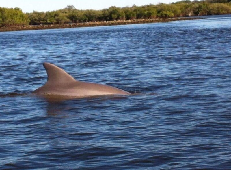 Daytona/New Smyrna Beach: Unforgettable Kayak Wildlife tours - Exploring the Itinerary: What to Expect