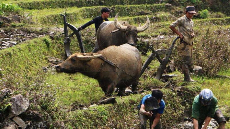 Discover Sapa Trekking with optional Cultural Homestay - The Experience in Detail