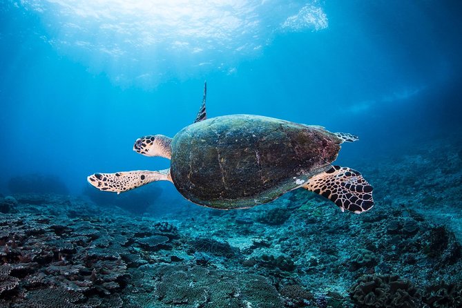Discover Scuba Diving in Pemuteran - Diving Initiation in Bali (Menjangan Park) - Authentic Underwater Encounters and Review Highlights