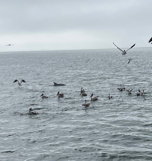 Dolphin & Scenic Bay Sightseeing Cruise Up to 49, Pensacola - Who Will Enjoy This Cruise?