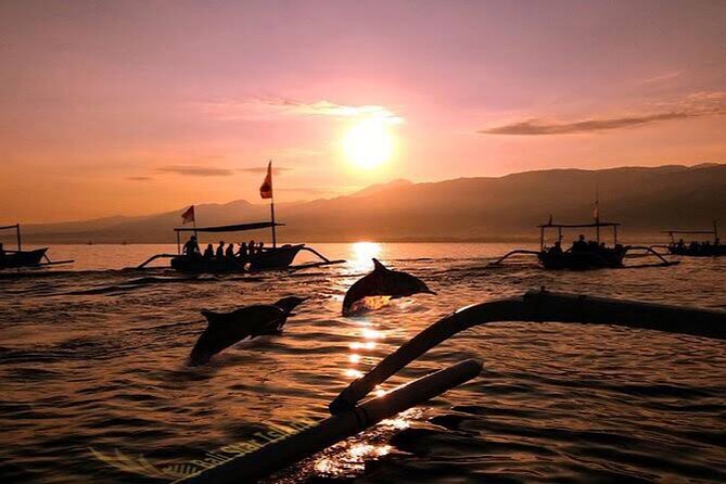 Dolphin Watching Tour, Swimming with Dolphins and Snorkeling - The Value for Money