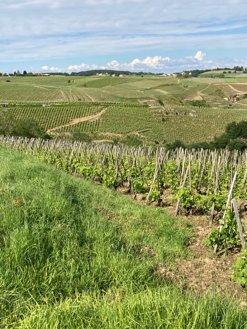 DUO PARENTS CHILDREN WINE CÔTE-RÔTIE TOUR VISIT - Why This Tour Works for Families