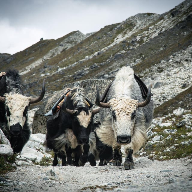 Everest Panorama Trek - Nature's Grandeur in Every Step - Walking Through Sherpa Villages and Lush Forests
