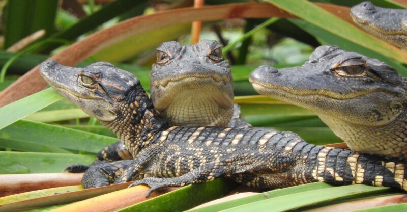 Everglades Day Safari from Fort Lauderdale - FAQ