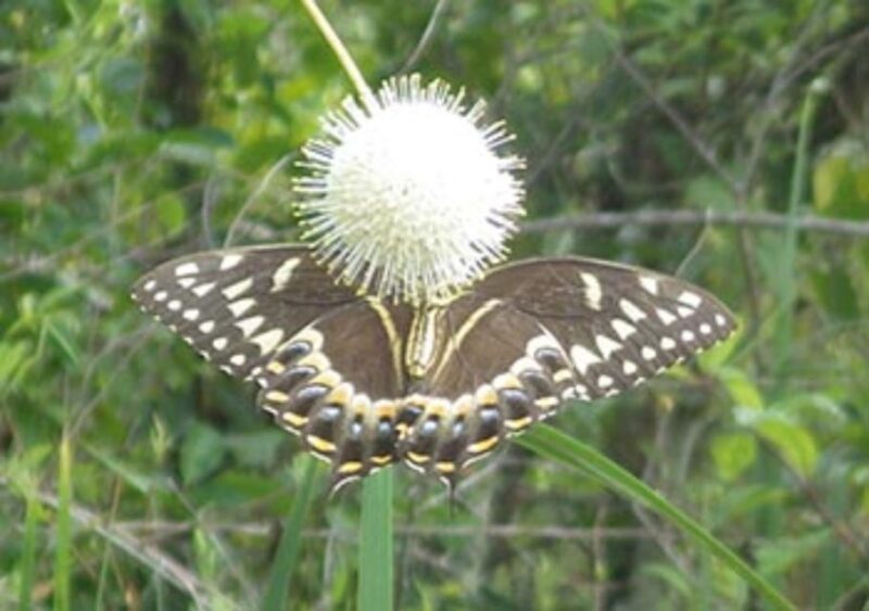 Everglades: Everglades Alligators and Orchids Kayak Eco Tour - The Experience: What Travelers Say