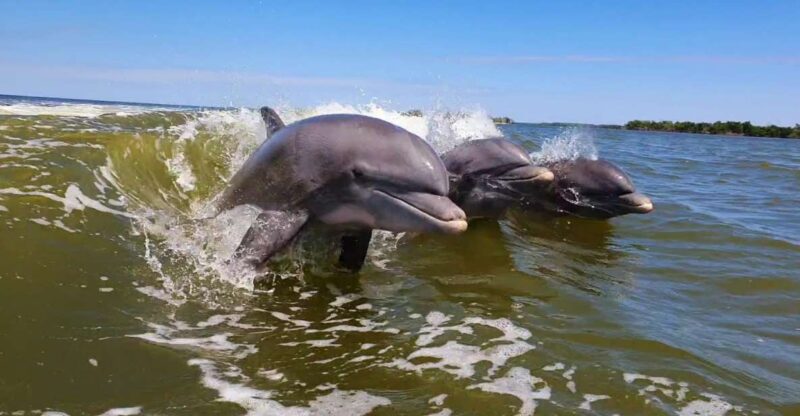 Everglades National Park: Motorboat Eco Tour - Who Should Consider This Tour?