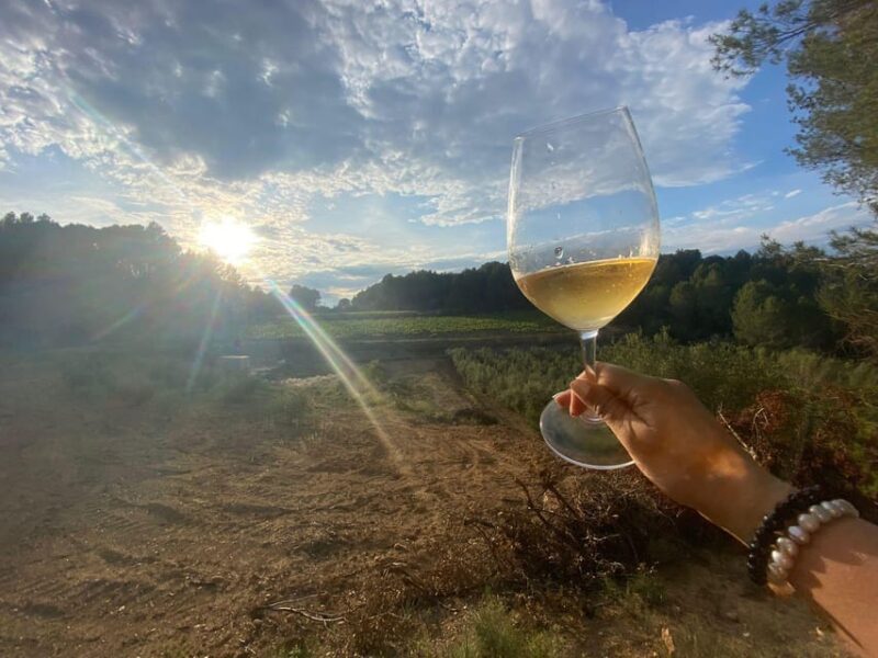 Exclusive Penedes wine tour & brunch in the vineyard - What Does the Tour Offer for the Price?