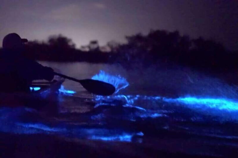 Experience the Magic: Night with Glowing Plankton - The Sum Up