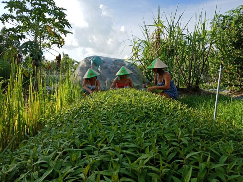 Farm-To-Table Healthy Cooking Class: Half-Day Tour - Practical Aspects and Value