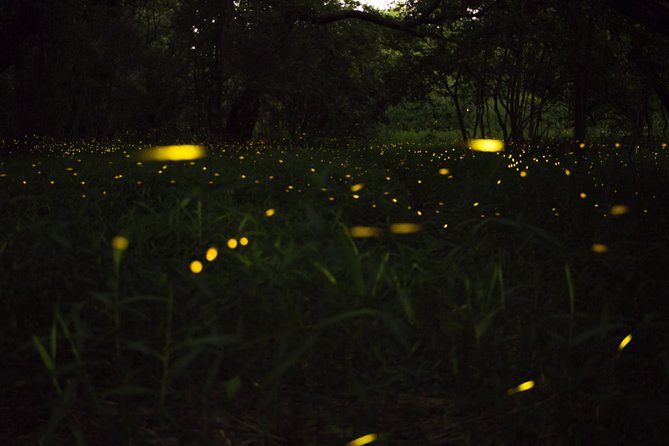 Fireflies Tour in Cherating - The Final Word
