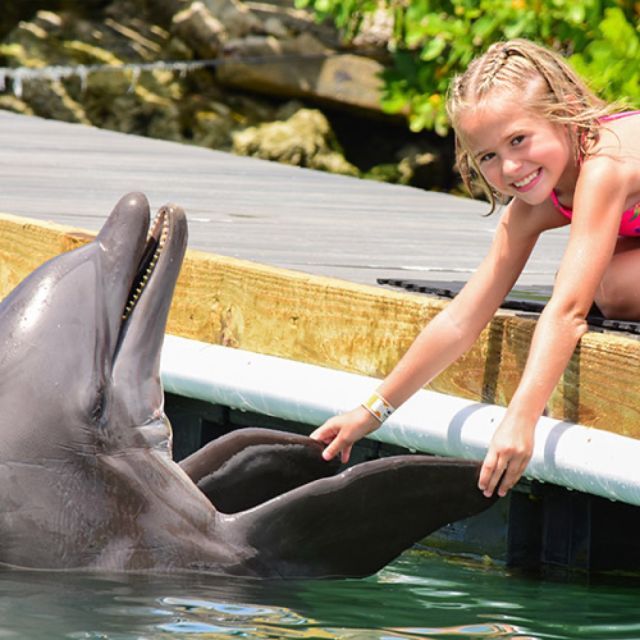 Florida Keys: Dockside Dolphin Experience - The Value of This Experience