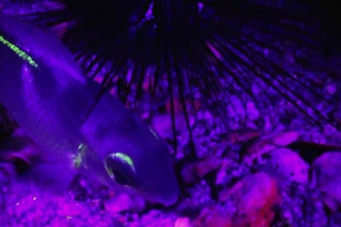 Fluorescent snorkeling with ultraviolet flashlights - The Itinerary in Detail