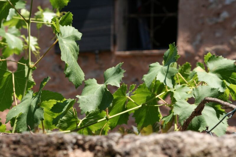 French Riviera: Provencal Wine Tour - Who Will Love This Tour