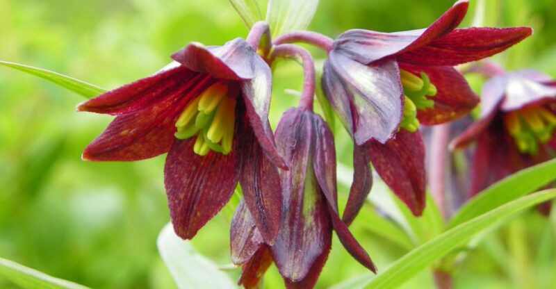 From Anchorage: Chugach State Park Walk with Naturalist - What makes this walk special?