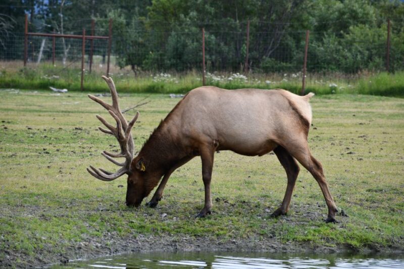 From Anchorage: Valley of Glaciers & Wildlife Center Tour - The Scenic Drive: Turnagain Arm and Seward Highway