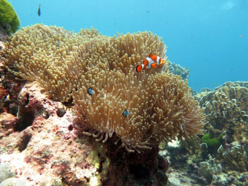 From Ao Nang: Similan Islands Boat Trip with Transfer & Food - The Itinerary: What You Can Expect