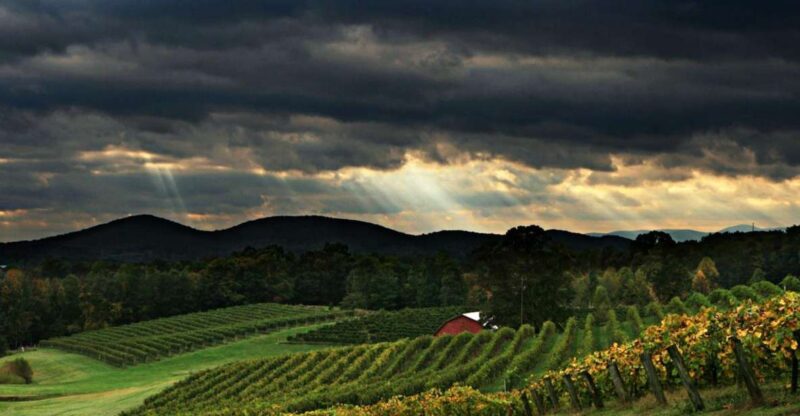 From Atlanta: North Georgia Wine Country Tour - Visiting the Vineyards: What to Expect