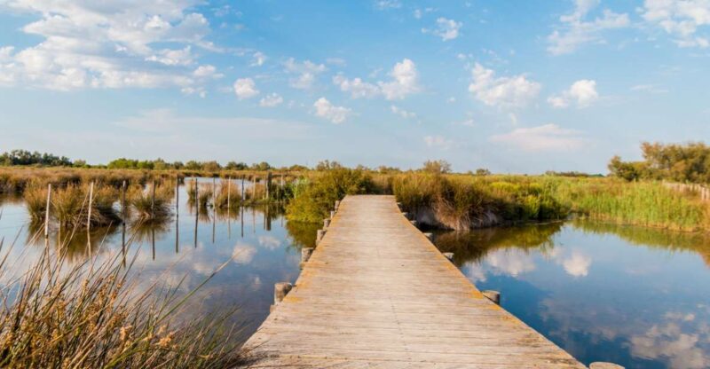 From Avignon: Half-Day Camargue and Saintes-Maries-de-la-Mer - Encounter with Wild Horses and Bulls