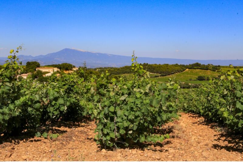 From Avignon: Half-Day Great Vineyards Tour - Why This Tour Works Well
