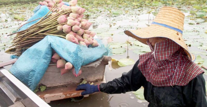 From Bangkok: Mahasawat Canal and farm with Lunch - The Complete Itinerary: What to Expect