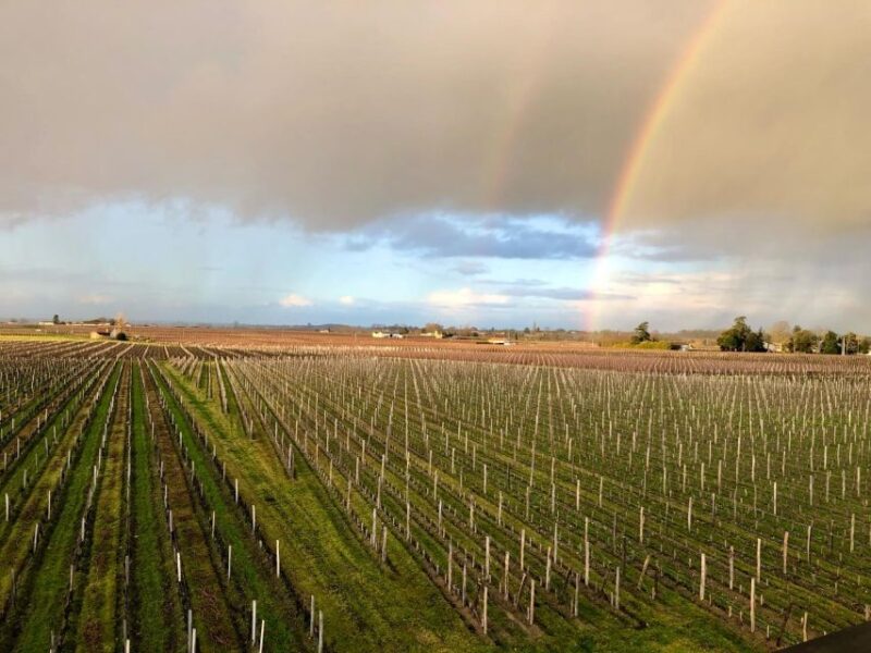 From Bordeaux: Half-Day Saint-Emilion Wine Tour - The Itinerary in Detail