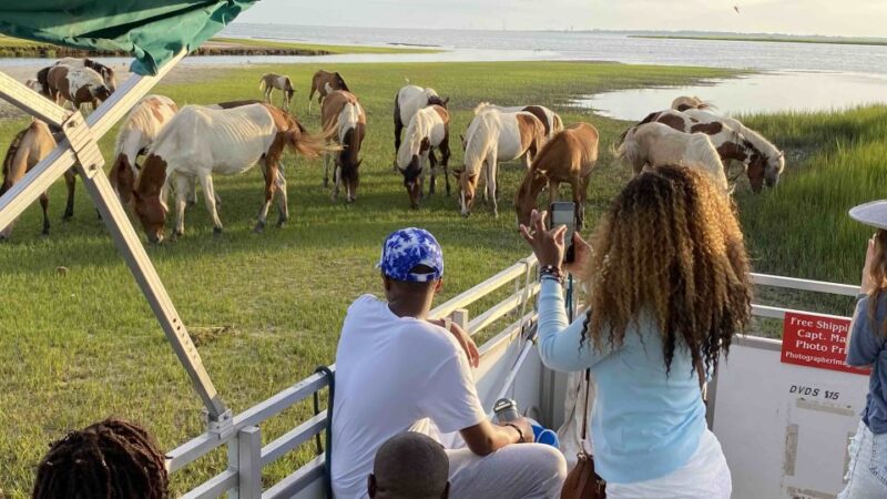 From Chincoteague Island: Assateague Island Boat Tour - Authentic Guides and Wildlife Watching