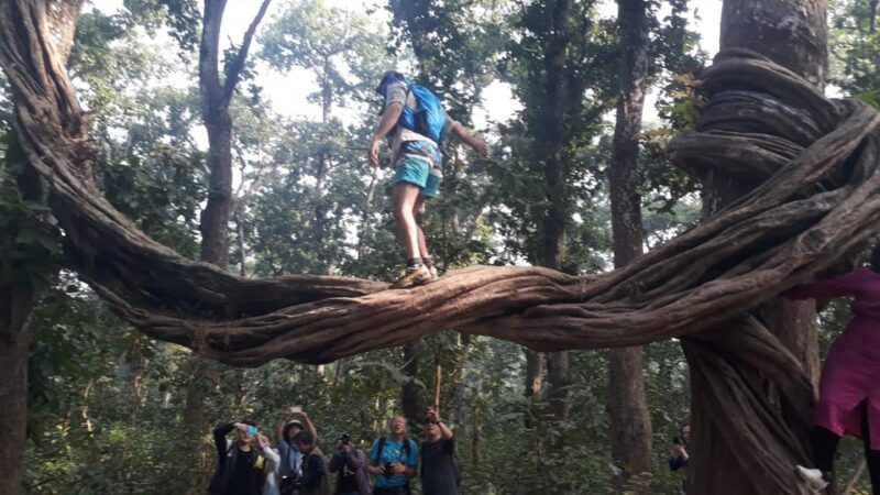 From Chitwan: Day Tour Jeep Safari+Canoeing+Jungle walk - Exploring the Heart of Chitwan in One Day