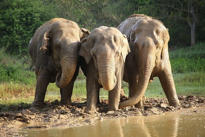 From Delhi: Sunrise Taj Mahal tour with Elephant Conservation - Who Is This Tour Best For?