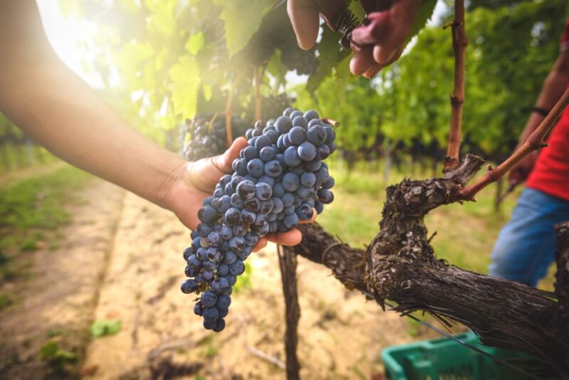 From Florence: Chianti, Montalcino & Montepulciano - Minivan - Transportation, Group Size, and Value