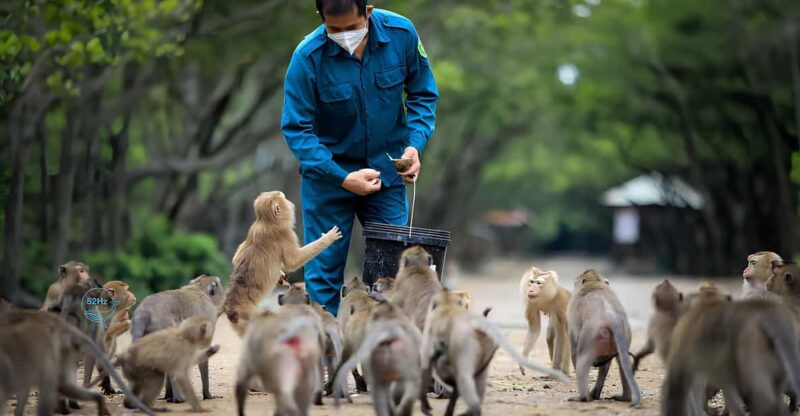 From Ho Chi Minh: Can Gio Mangrove Forest & Monkey Island - Monkey Island – The Apes of Can Gio
