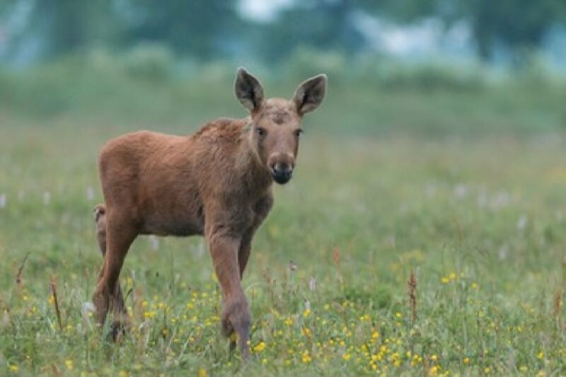 From Jackson: Grand Teton Wildlife & Scenery Tour with Lunch - The Itinerary: A Day in the Scenic Heart of the Tetons
