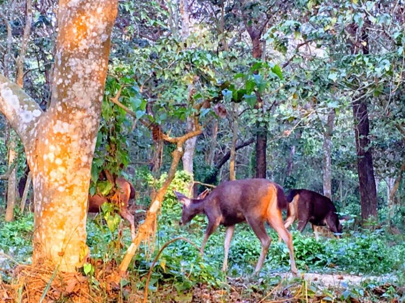 From Kathmandu: 2 Day Short Wildlife National Park Tour - A Balanced Perspective: Pros and Cons