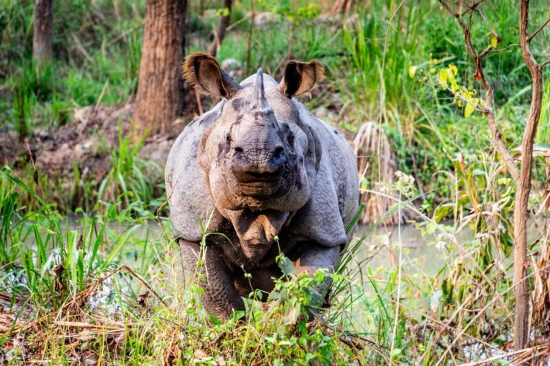 From Kathmandu: 3-Day Chitwan National Park & Elephants Tour - Key Points