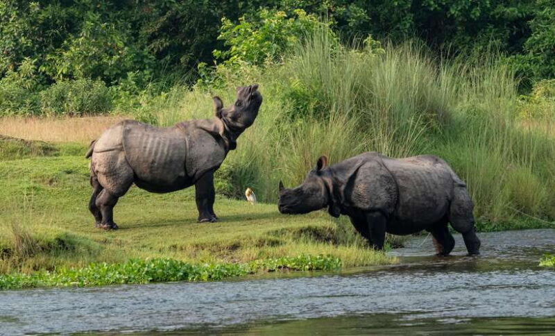 From Kathmandu/Pokhara: 3-Day Chitwan National Park Tour - What Makes This Tour Stand Out?