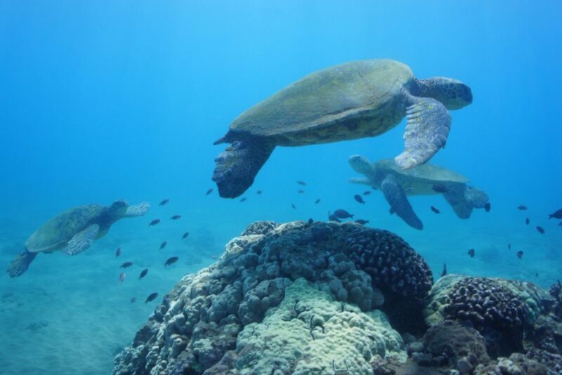 From Kihei: Molokini Snorkel 2-Hour Adventure - The Itinerary Breakdown