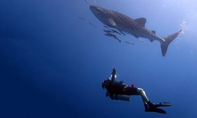 From Koh Kood: Certified Dive Trip - Diving Locations and Fees