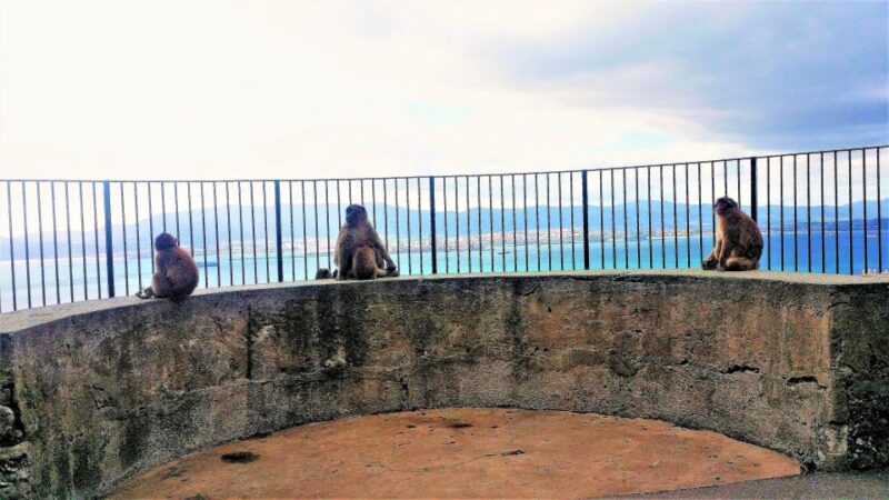 From Marbella: Guided Private Trip to Gibraltar and Estepona - What Youll See and Do in Gibraltar
