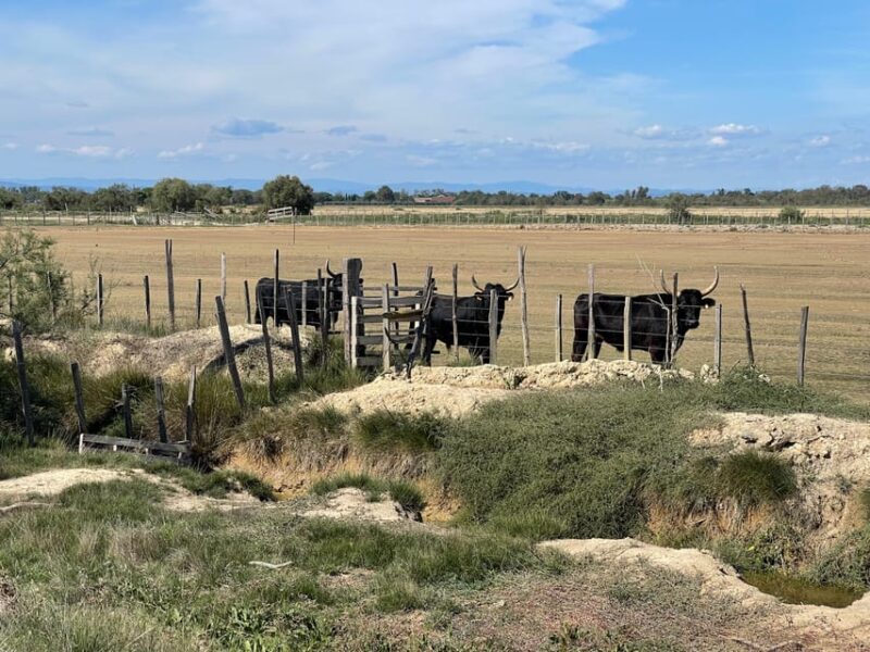 From Montpellier: Camargue and Salt Marshes Guided Tour - Who Should Consider This Tour?