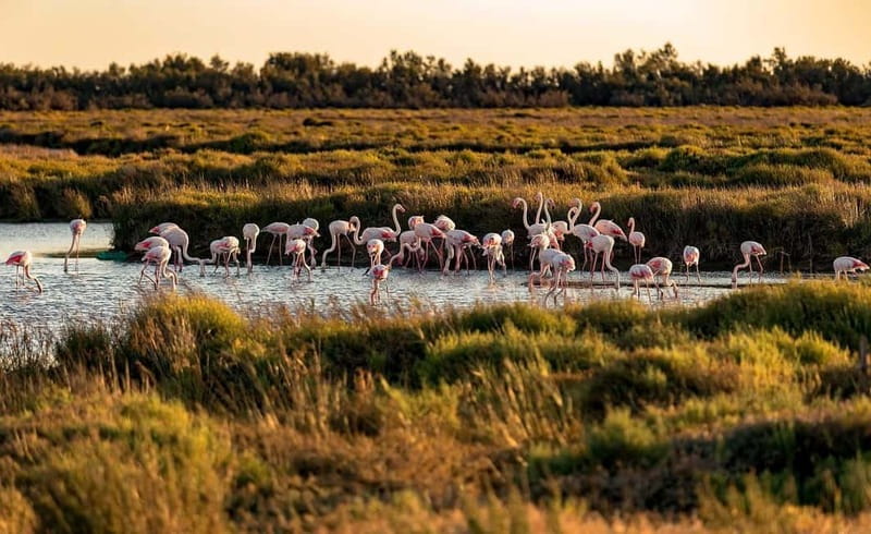From Montpellier: Visit of Camargue and Aigues-Mortes - Practical Details and Value