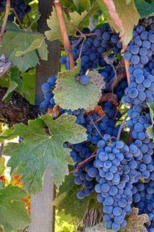 From Napa: St. Helena Wine Tour with Tastings - Frequently Asked Questions