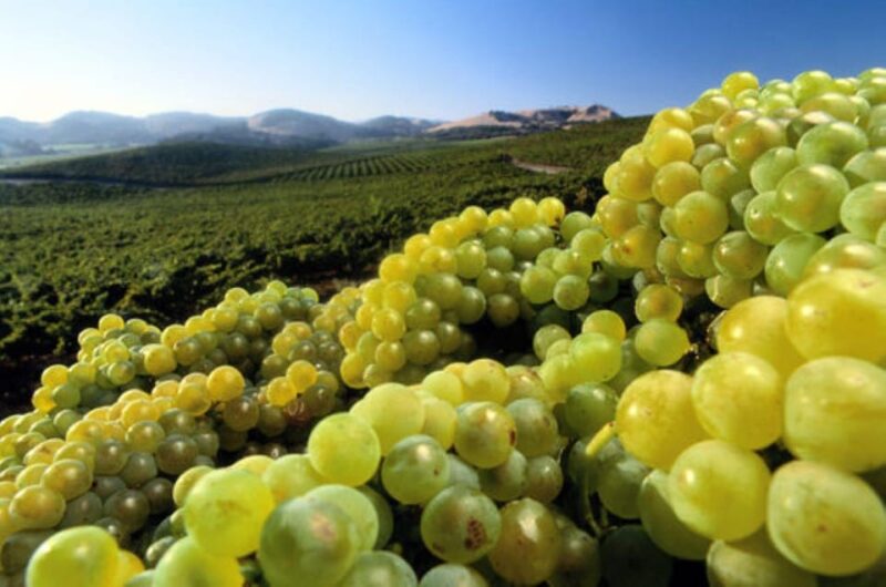 From Napa: Wine Tasting Tour with Benziger's Wine Wonderland - The Value of a Private, Intimate Tour