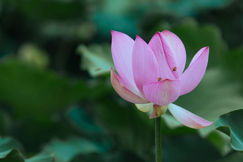 From Paris: Half Day Giverny Monet's Gardens Tour - Frequently Asked Questions