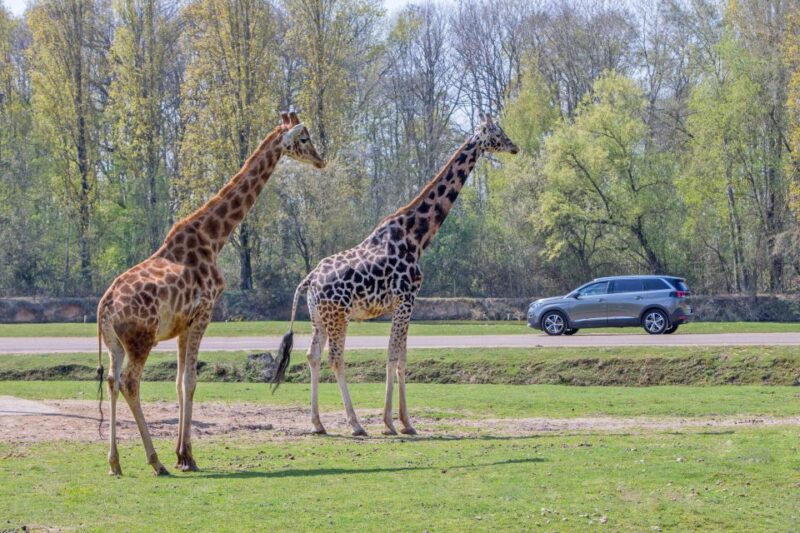 From Paris: Thoiry Park Safari and Castle Tour - The Sum Up