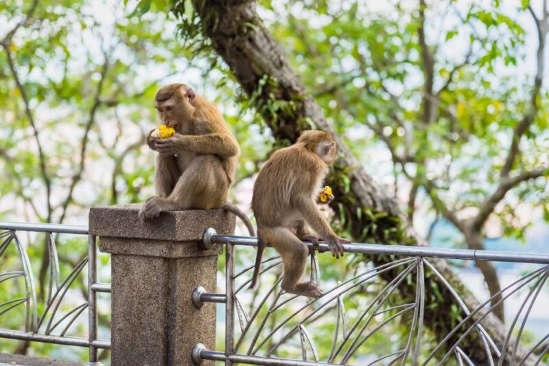 From Phi Phi: Day Tour Phuket with Transfers & Private Car - How the Day Flows