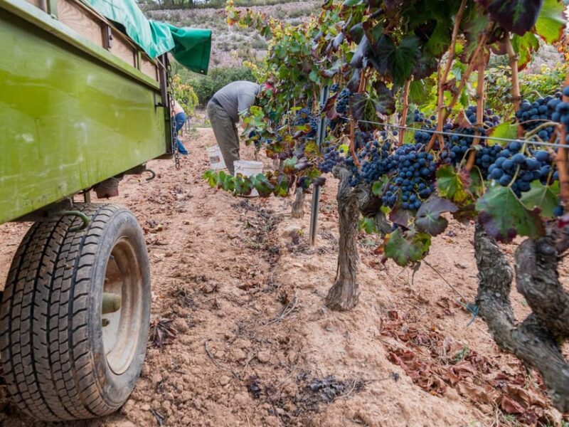 From Salou: Priorat olive trees and wine tour - Transportation and Group Dynamics