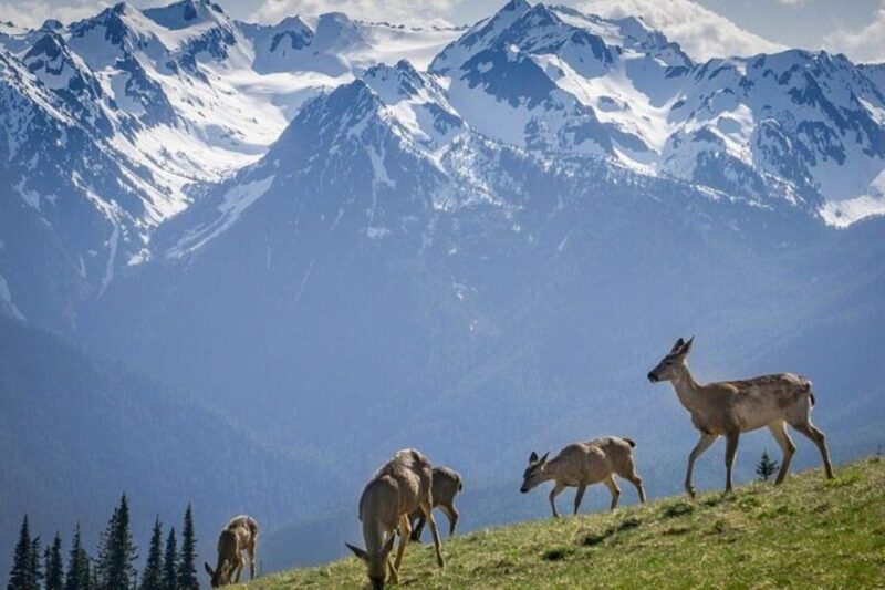 From Seattle: Olympic National Park Full Day Tour - What’s Included and What’s Not