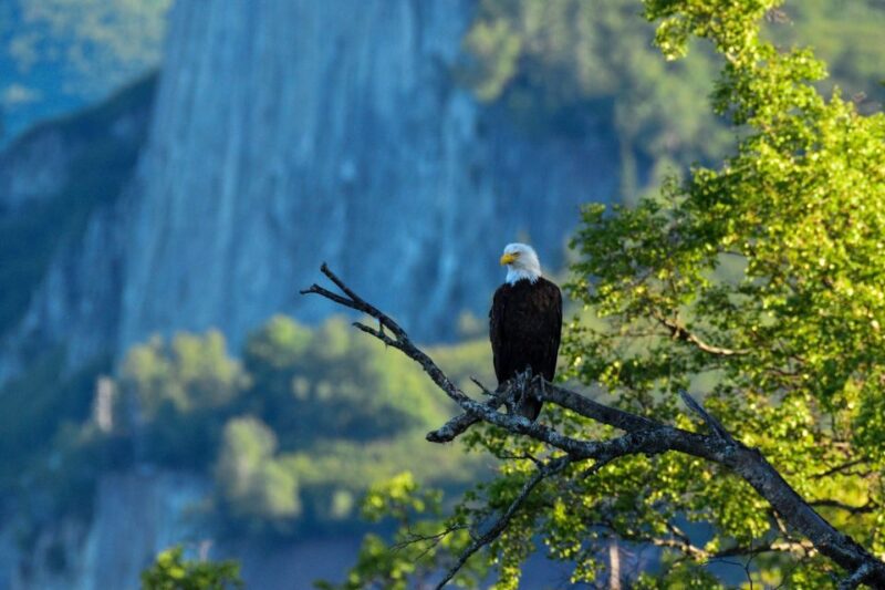 From Seward: 4-hour Wilderness Hiking Tour - Logistics: What to Expect and How It Works