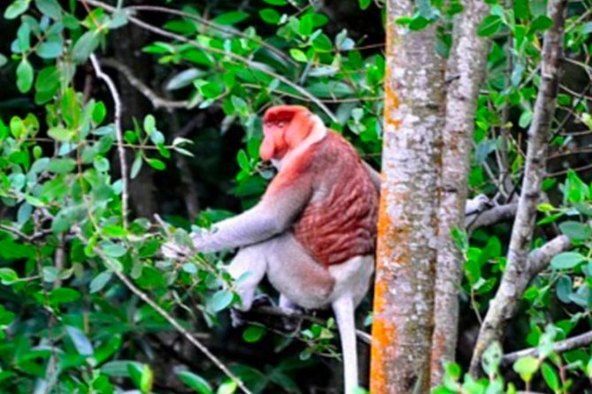 Full Brunei Experience - City Excursion - Water Village and Mangrove Safari - Who Will Love This Tour?