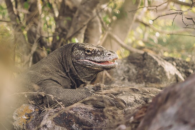 Full-Day Adventure Tour to komodo Island with join Speed Boat tur - An In-Depth Look at the Adventure: What to Expect and Why It Matters